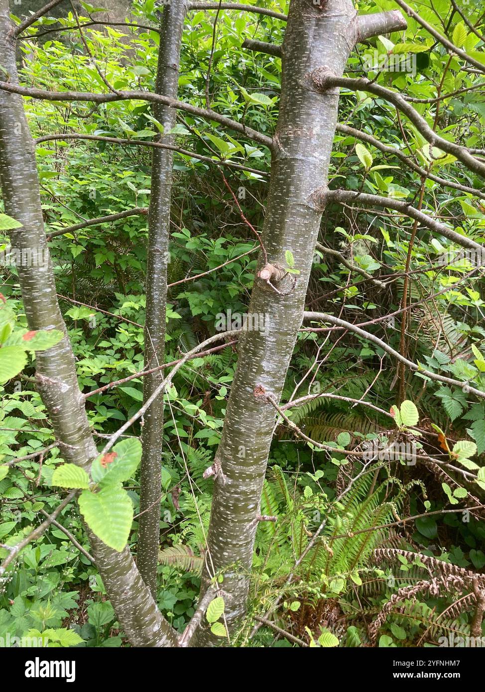 Red Alder (Alnus rubra Stock Photo - Alamy