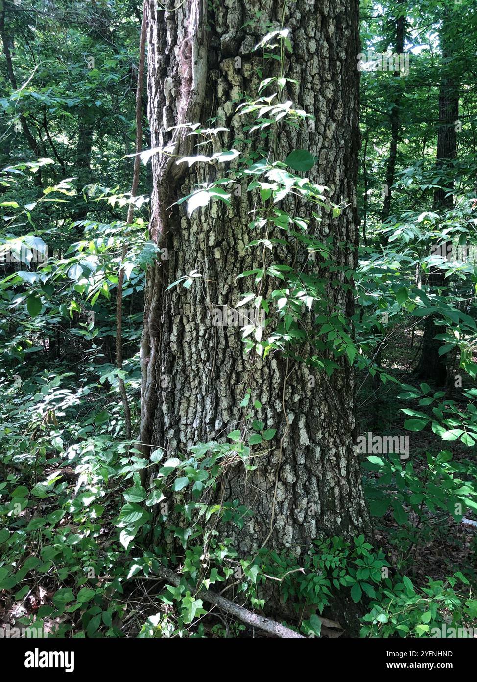 cherrybark oak (Quercus pagoda Stock Photo - Alamy