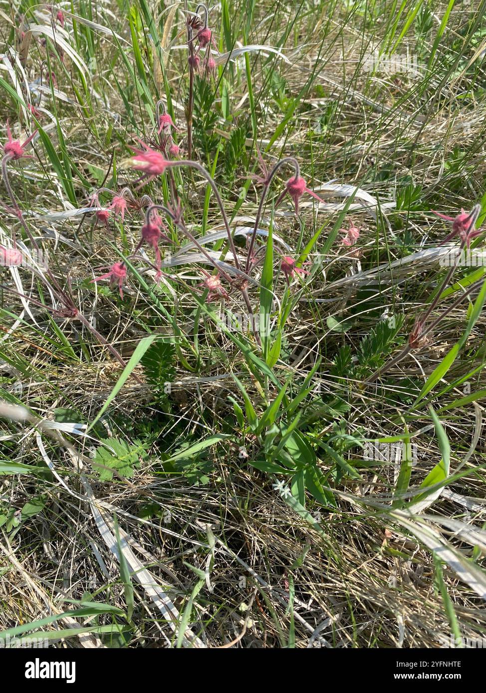prairie smoke (Geum triflorum Stock Photo - Alamy