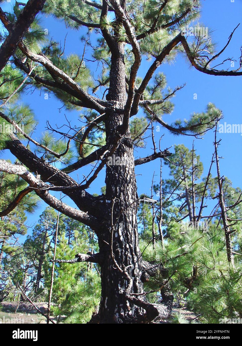 Canary Island pine (Pinus canariensis Stock Photo - Alamy