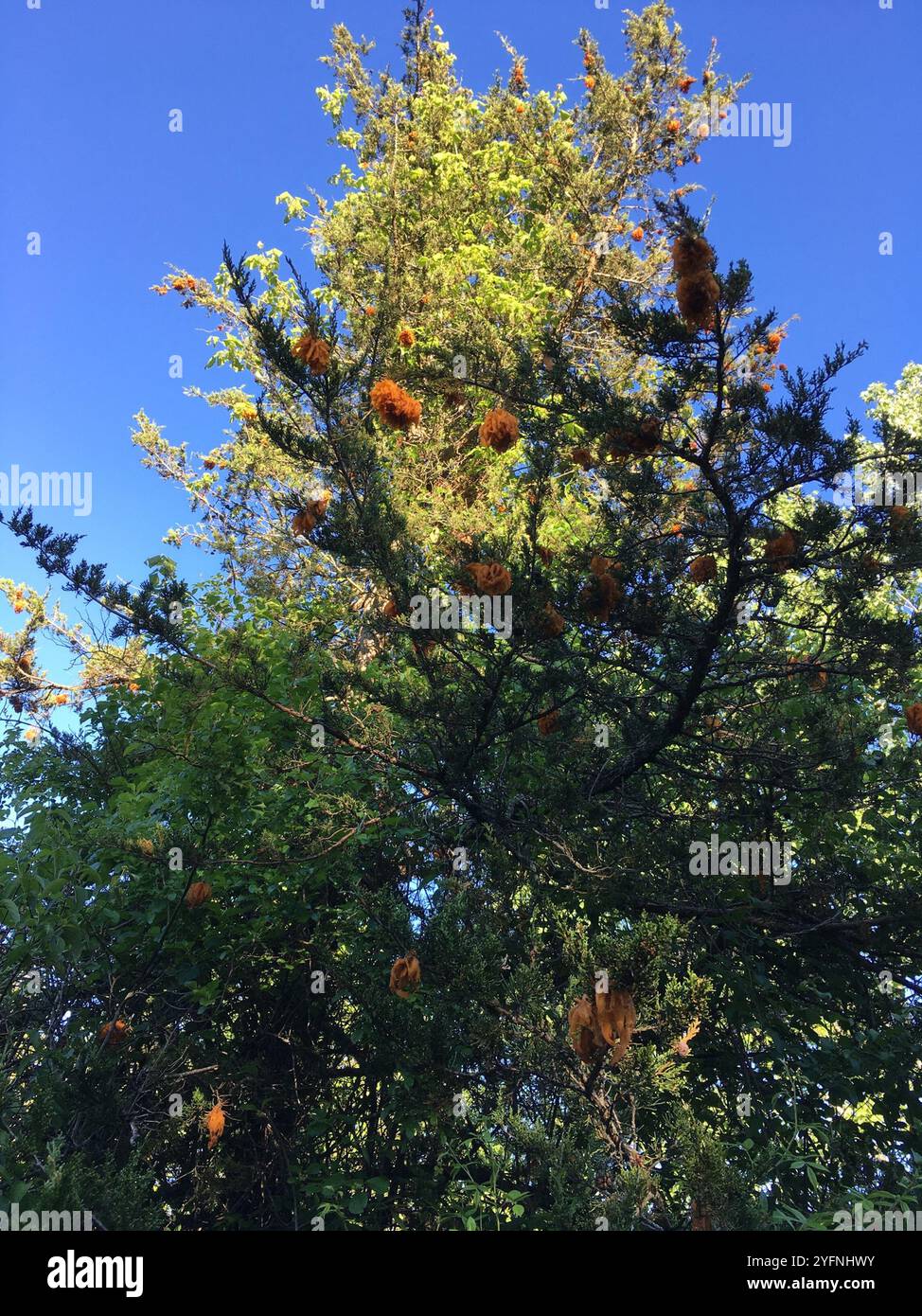 Juniper apple rust gymnosporangium hi-res stock photography and images ...