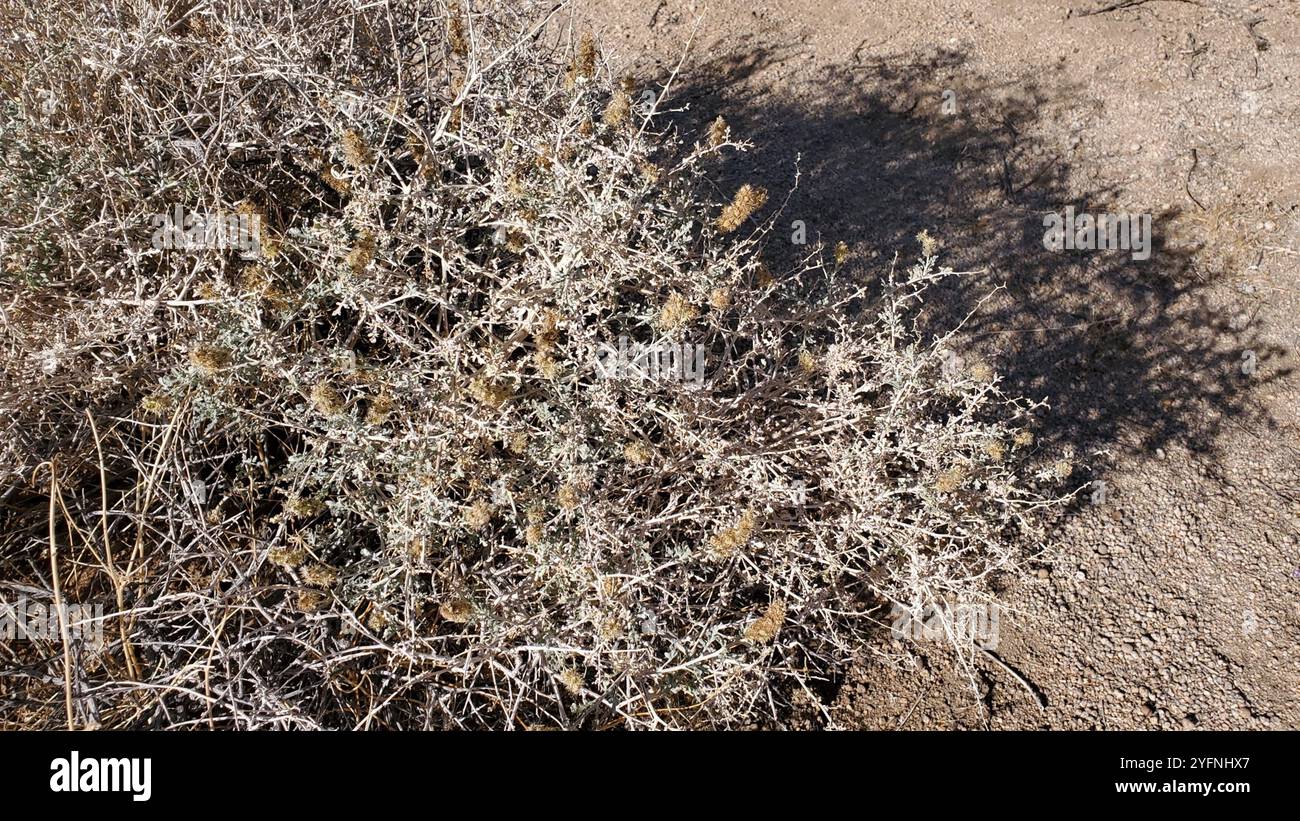 Burrobush (Ambrosia dumosa Stock Photo - Alamy