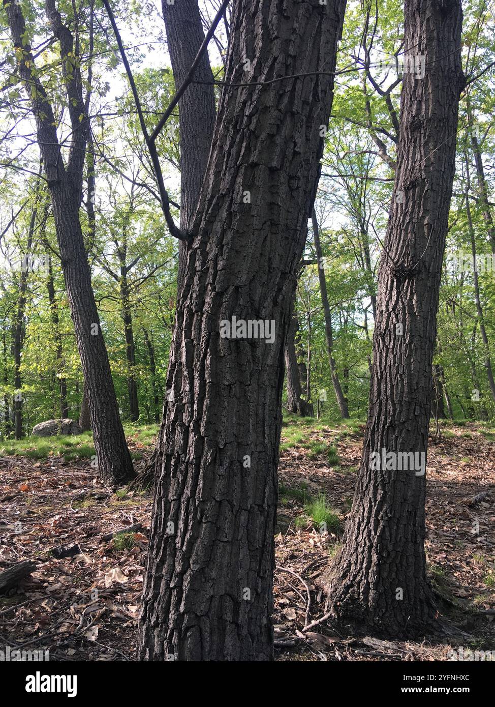 chestnut oak (Quercus montana Stock Photo - Alamy