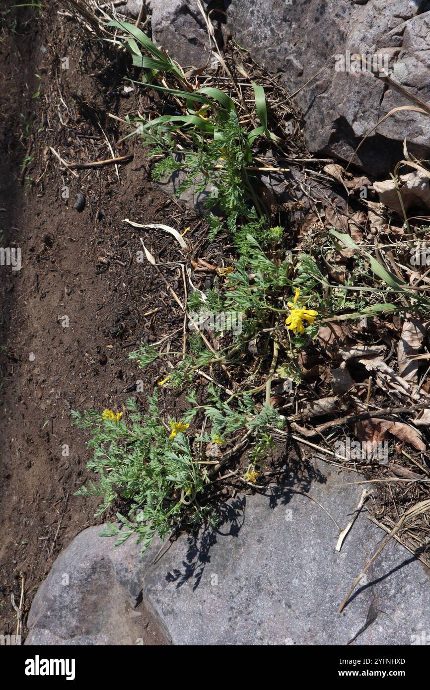golden corydalis (Corydalis aurea Stock Photo - Alamy