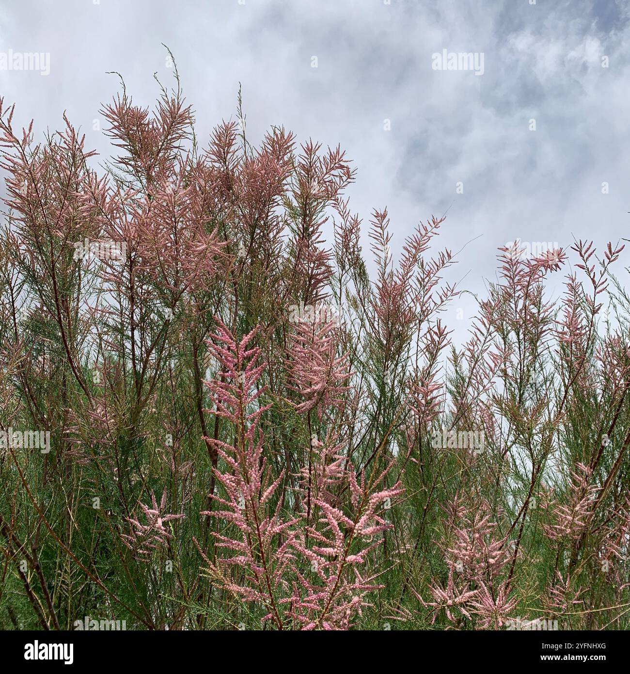 Five-stamen Tamarisk (Tamarix chinensis Stock Photo - Alamy