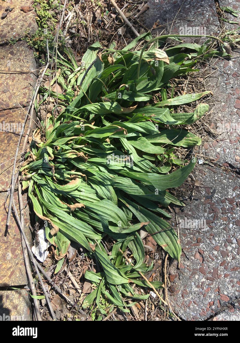 ribwort plantain (Plantago lanceolata Stock Photo - Alamy