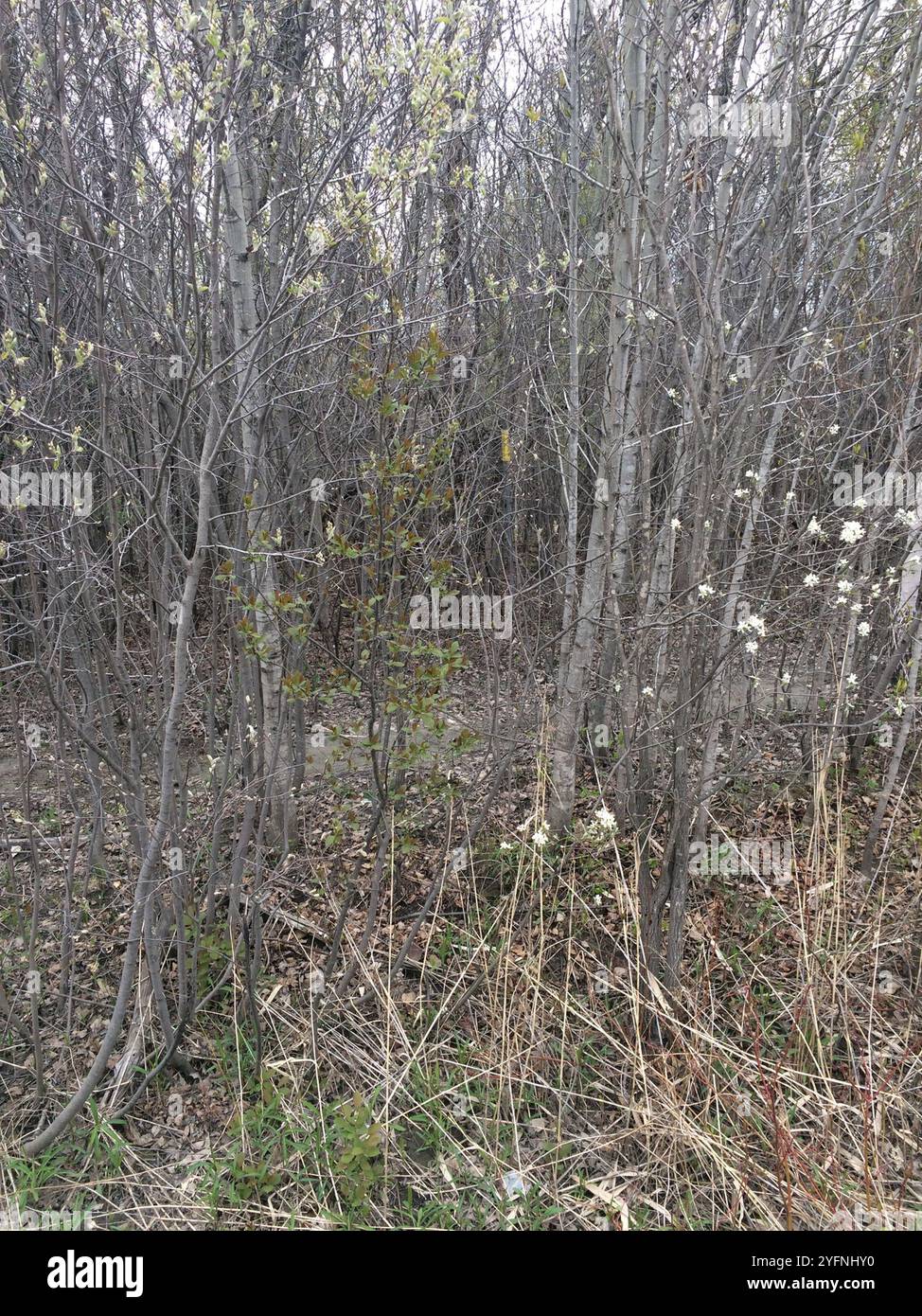 Running Serviceberry (Amelanchier stolonifera Stock Photo - Alamy