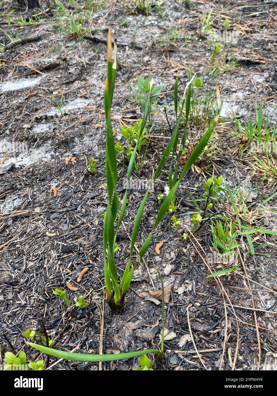 Carolina Yellow-eyed Grass (Xyris caroliniana Stock Photo - Alamy