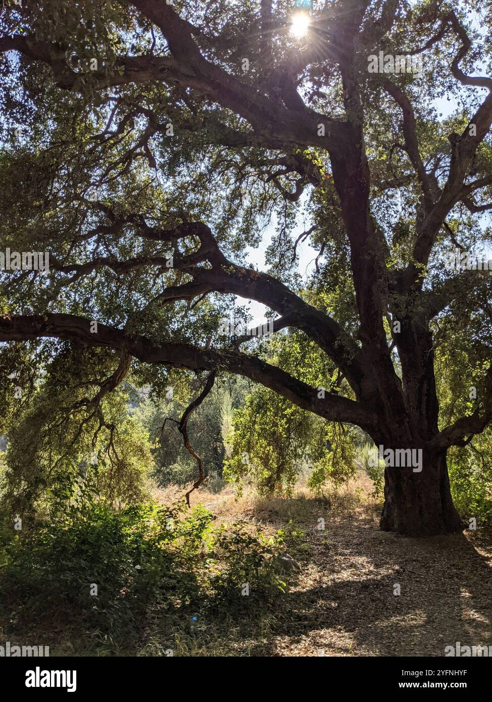 coast live oak (Quercus agrifolia Stock Photo - Alamy