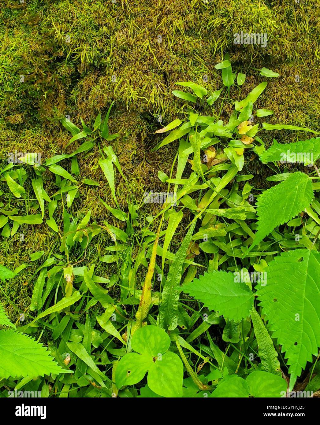 walking fern (Asplenium rhizophyllum Stock Photo - Alamy