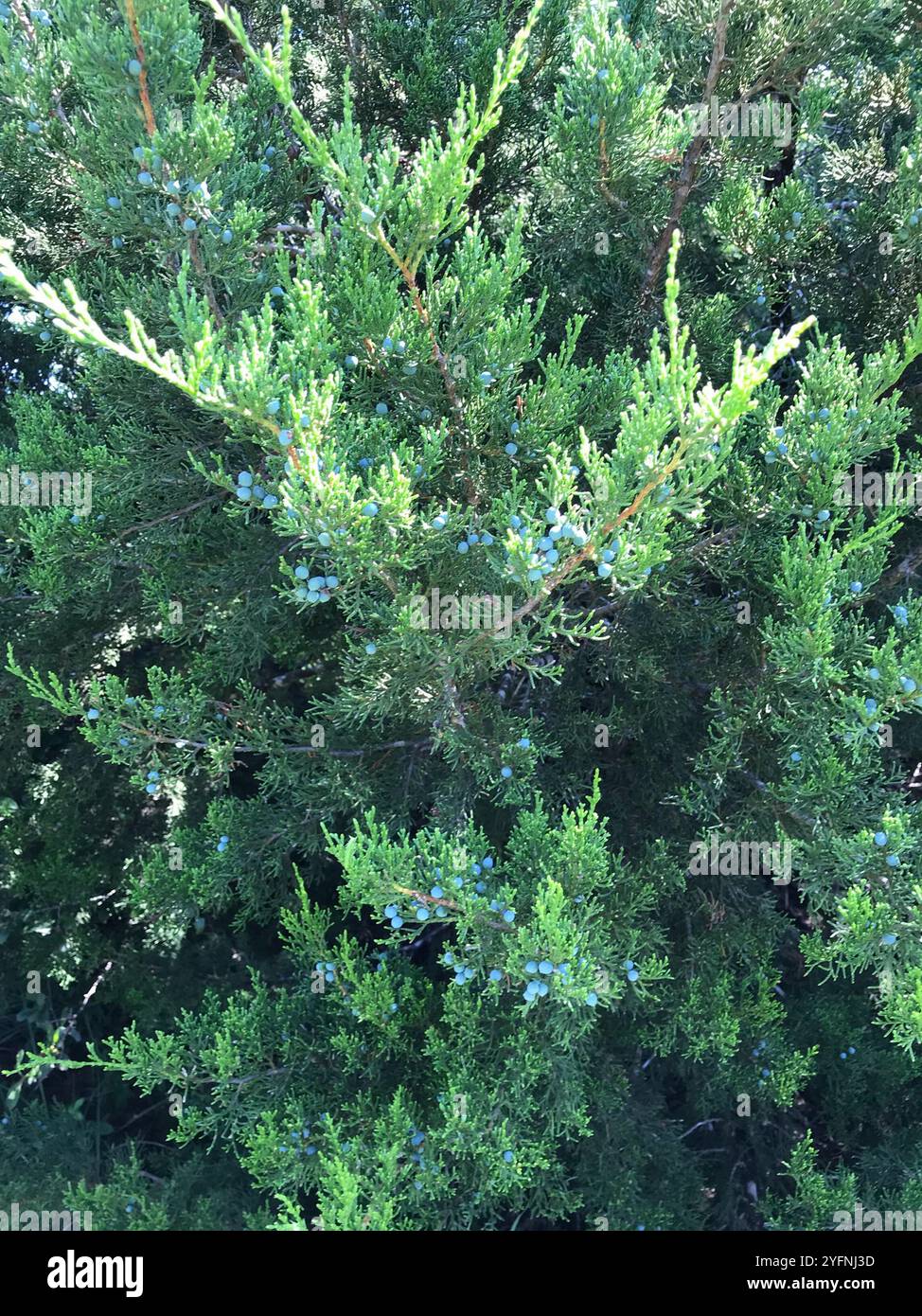 Ashe juniper (Juniperus ashei Stock Photo - Alamy