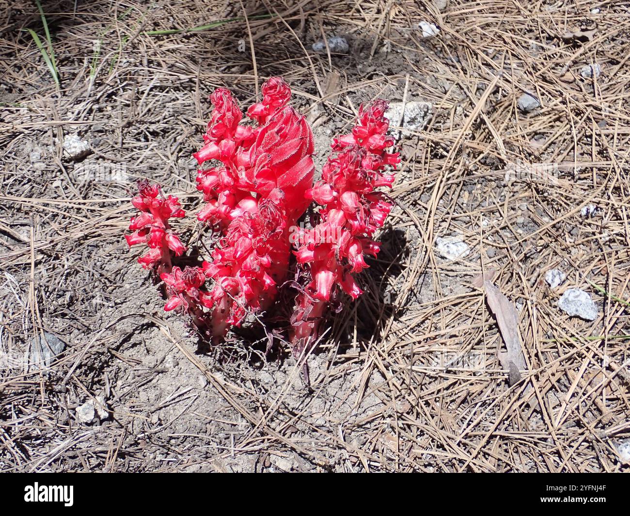 Snowplant (Sarcodes sanguinea Stock Photo - Alamy