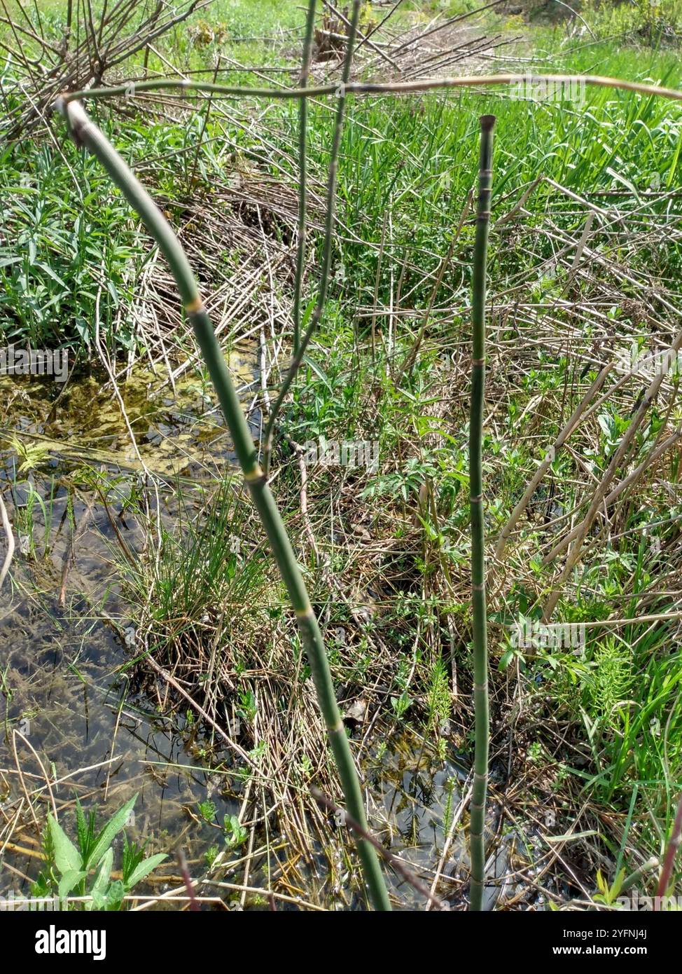 rough horsetail (Equisetum hyemale Stock Photo - Alamy