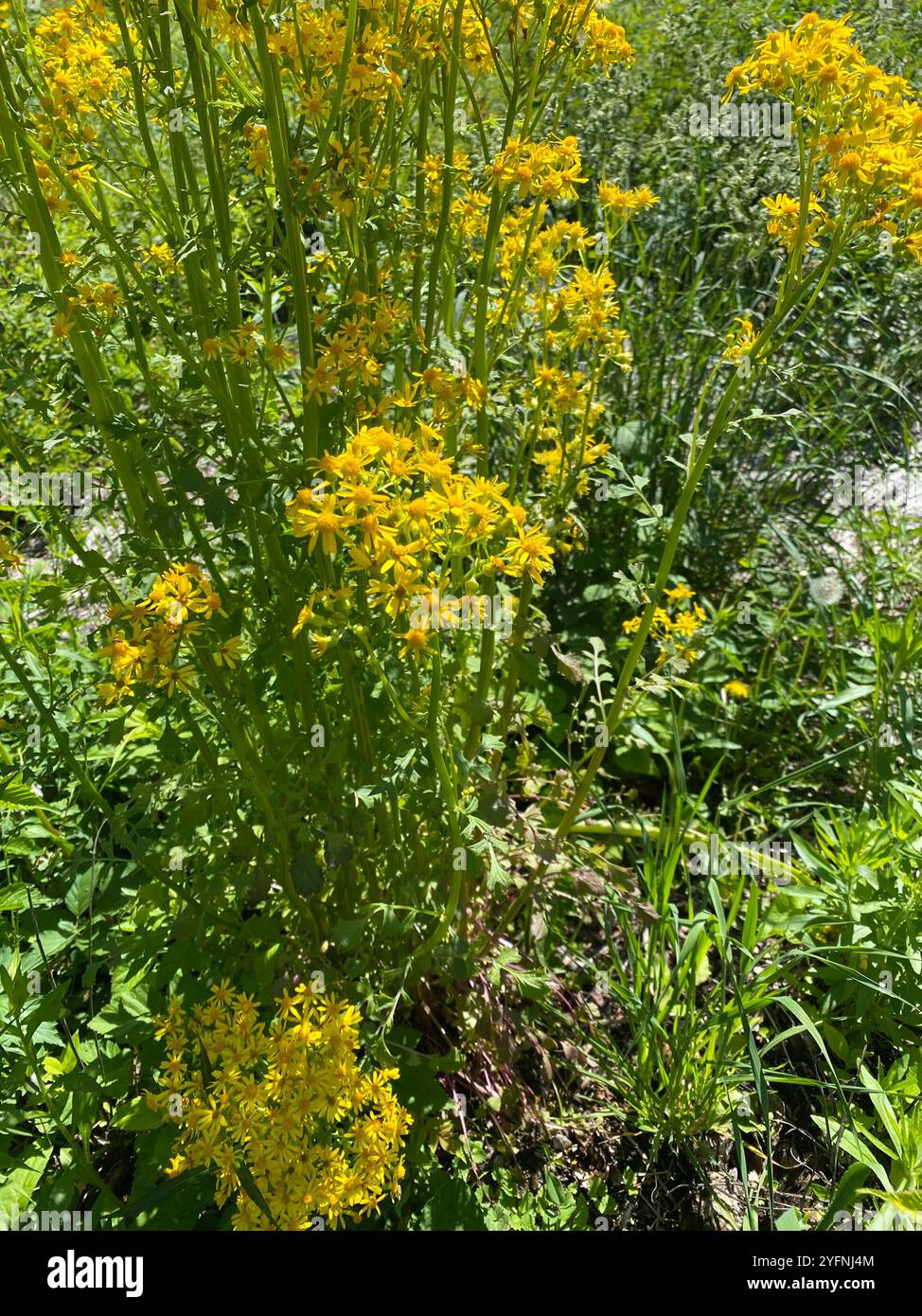roundleaf ragwort (Packera obovata Stock Photo - Alamy