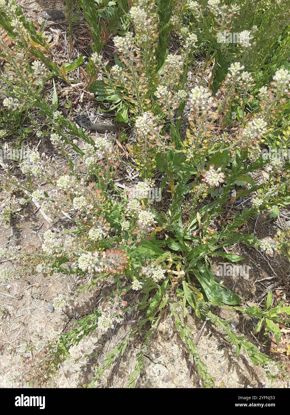 field peppergrass (Lepidium campestre Stock Photo - Alamy