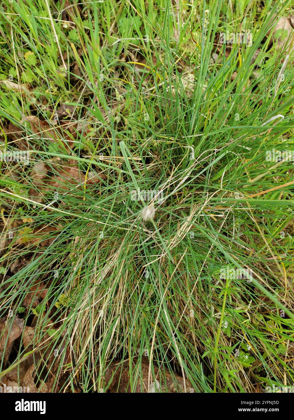 Roemer's Fescue (Festuca roemeri Stock Photo - Alamy