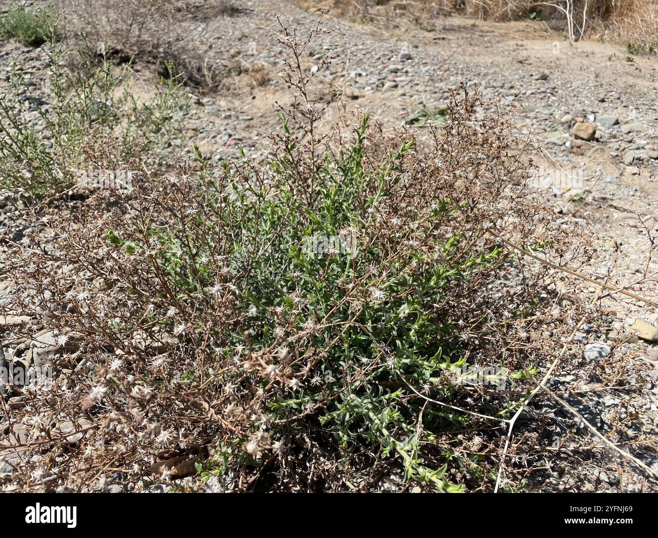 Stinkwort (Dittrichia graveolens Stock Photo - Alamy