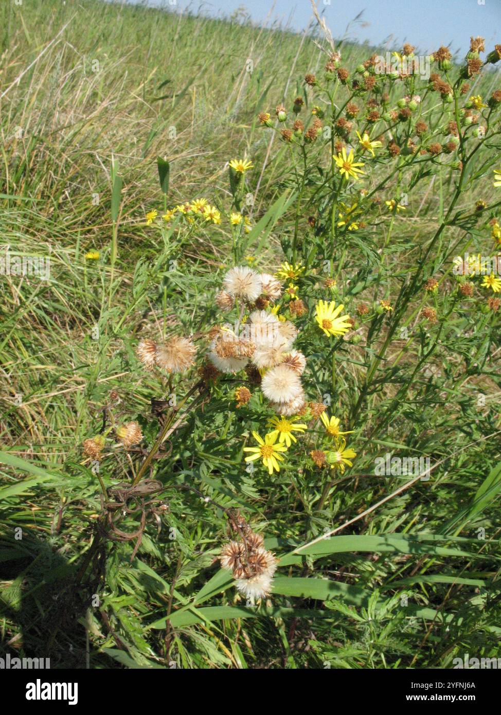 Hoary Ragwort (Jacobaea erucifolia Stock Photo - Alamy