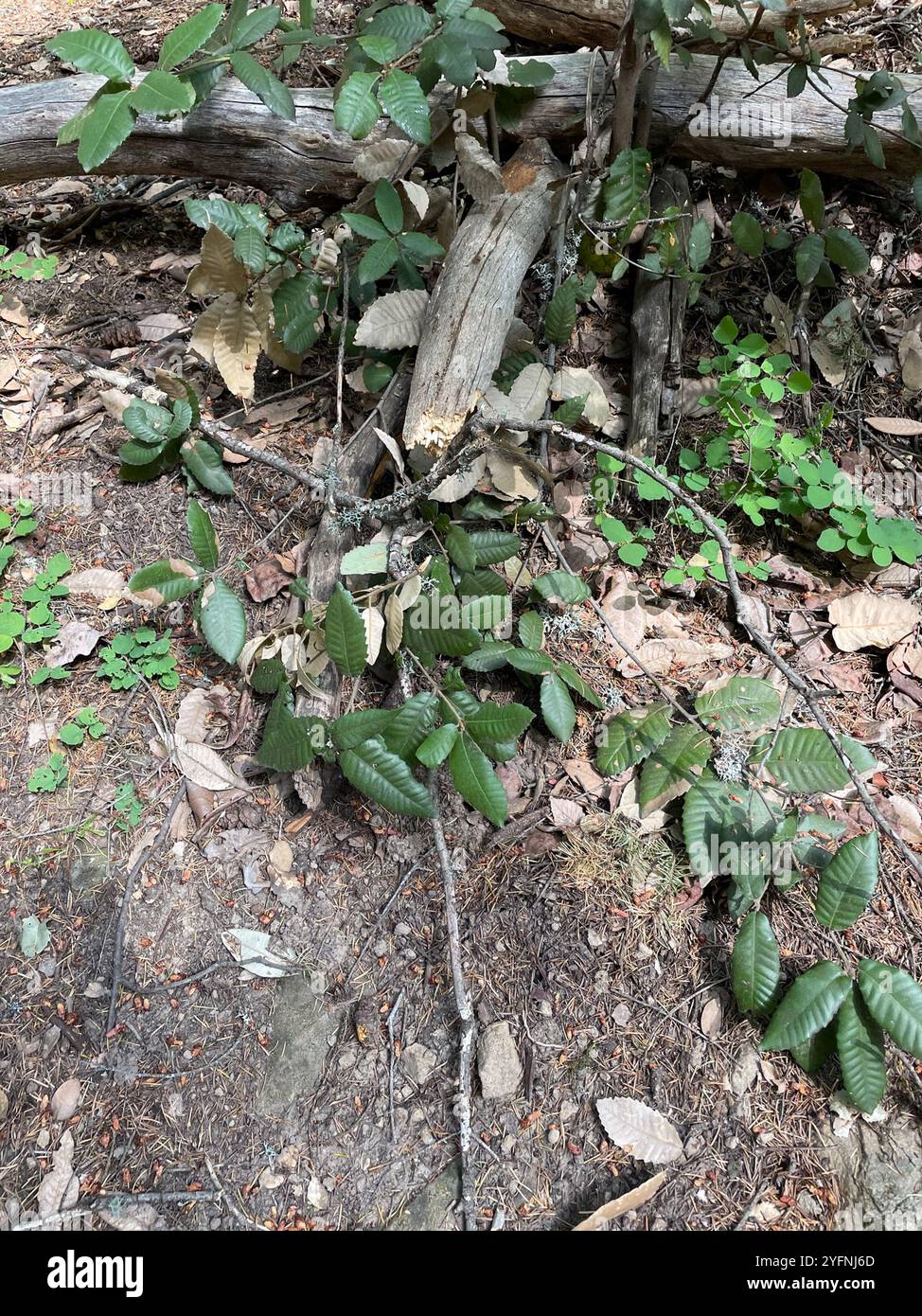 Tanoak (Notholithocarpus densiflorus Stock Photo - Alamy