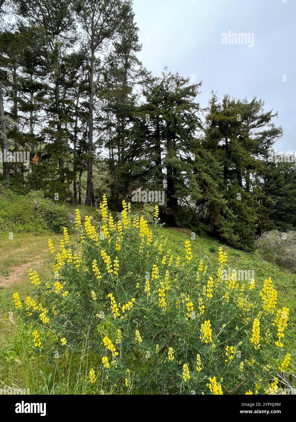 coastal bush lupine (Lupinus arboreus Stock Photo - Alamy