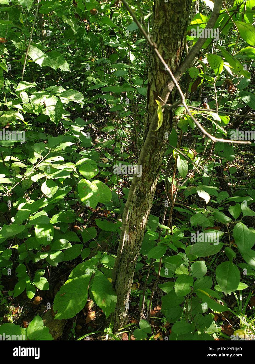 Caughnawaga hawthorn (Crataegus suborbiculata Stock Photo - Alamy