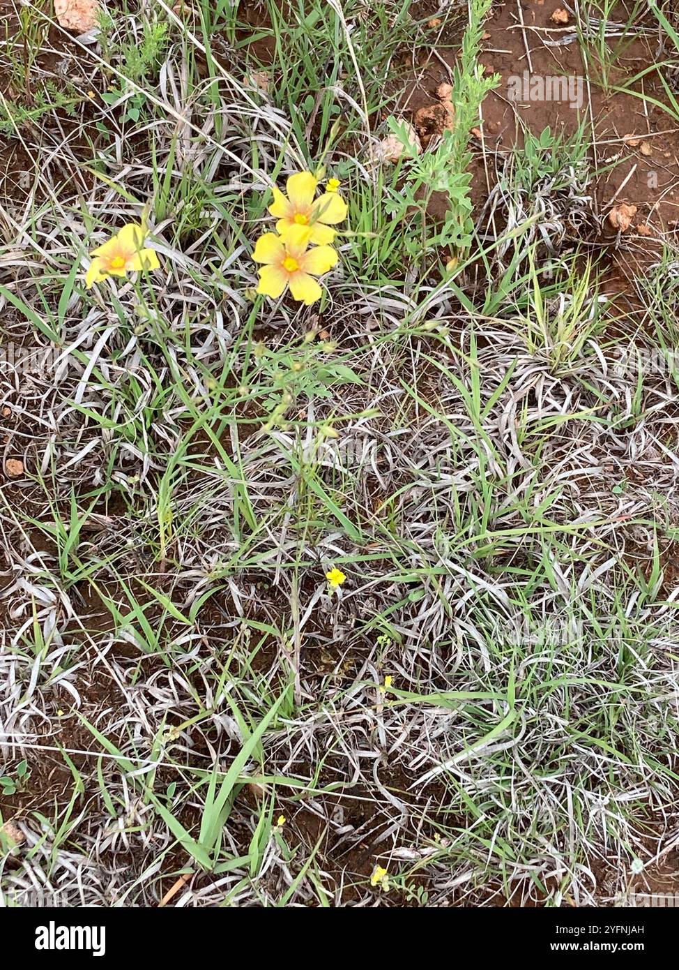 Linum rigidum hi-res stock photography and images - Alamy