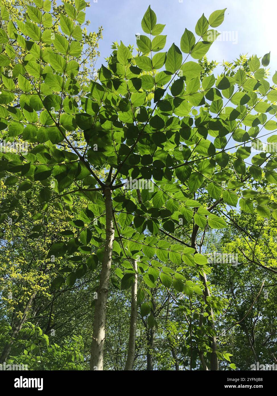 Japanese angelica tree (Aralia elata Stock Photo - Alamy
