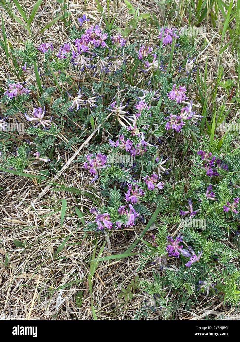 Ground-plum (Astragalus crassicarpus Stock Photo - Alamy