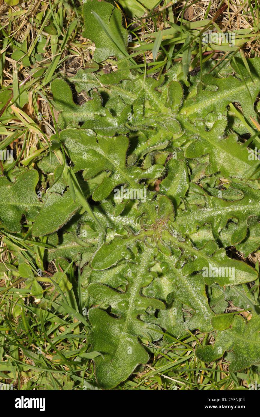 Common Cat's-ear (Hypochaeris radicata Stock Photo - Alamy