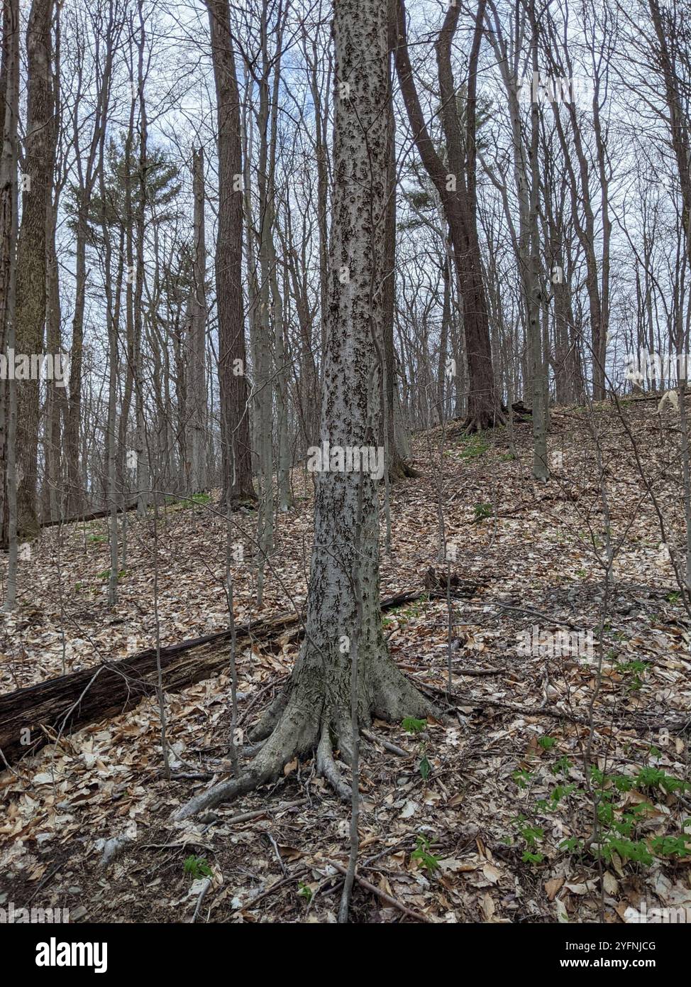 Beech Bark Canker Fungus (Neonectria faginata Stock Photo - Alamy