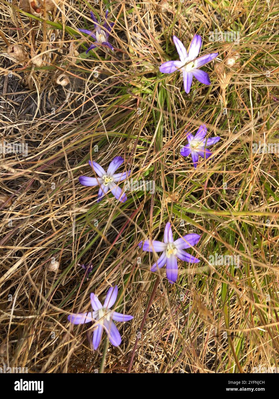 Dwarf Brodiaea (Brodiaea terrestris Stock Photo - Alamy