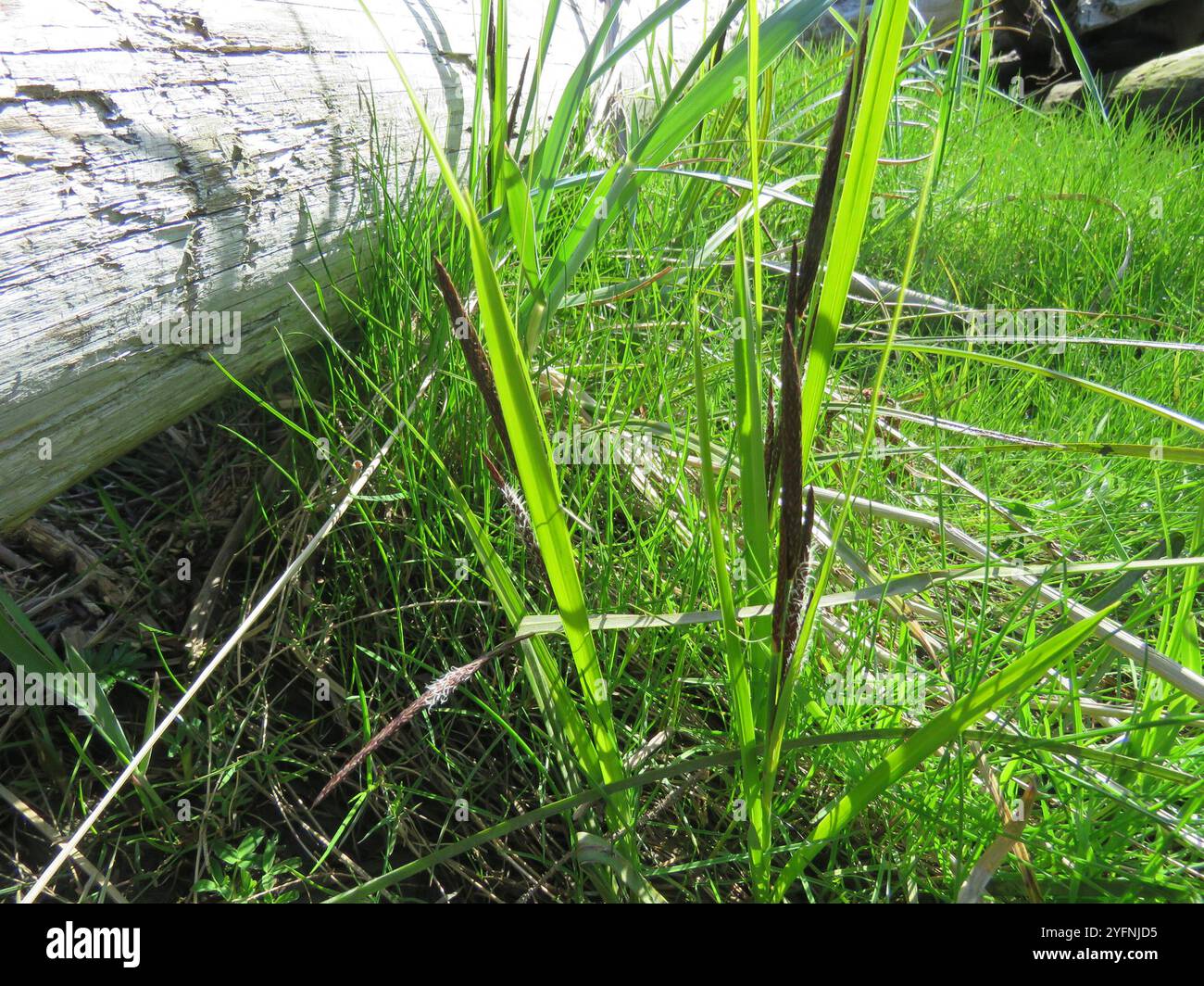 true sedges (Carex Stock Photo - Alamy