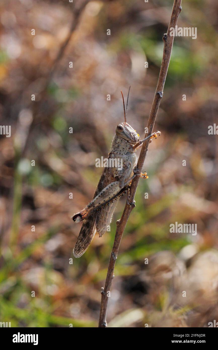 grasshopper, macro photoshoot with selecive focus Stock Photo - Alamy