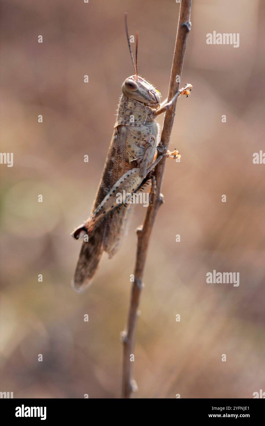 grasshopper, macro photoshoot with selecive focus Stock Photo - Alamy