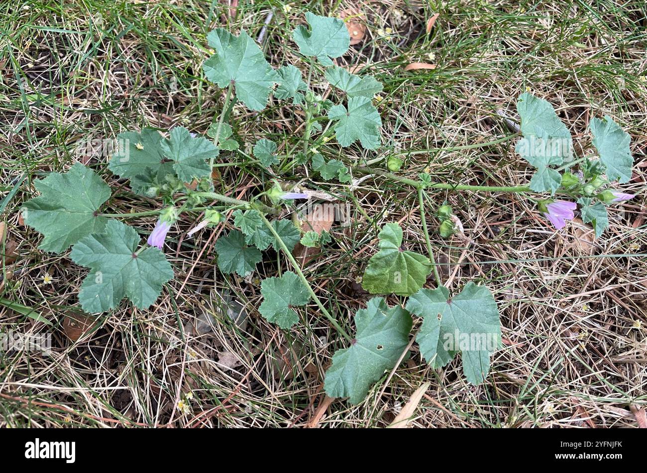 Cretan mallow (Malva multiflora Stock Photo - Alamy
