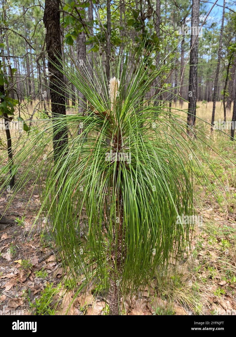 longleaf pine (Pinus palustris Stock Photo - Alamy