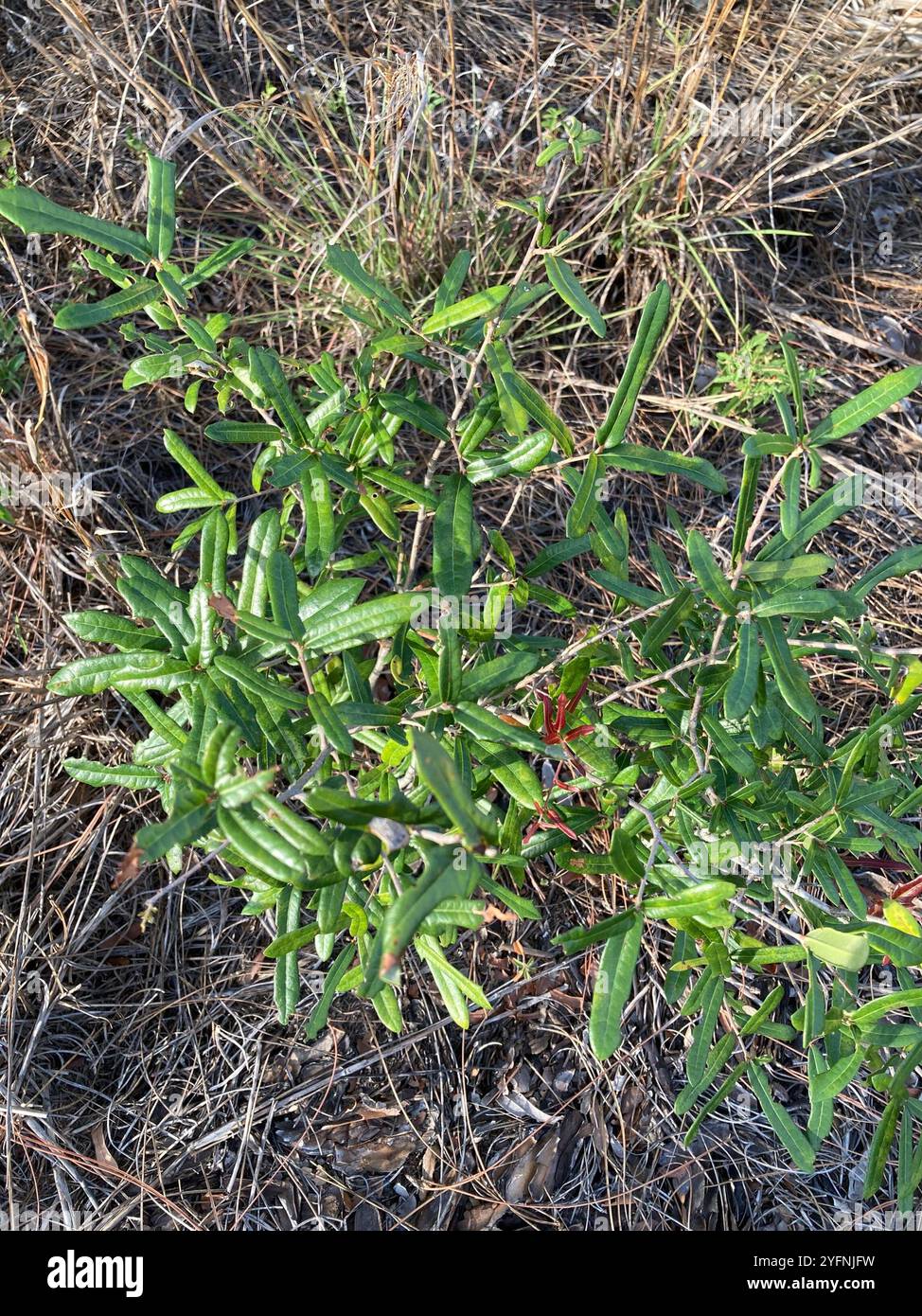 dwarf live oak (Quercus minima Stock Photo - Alamy