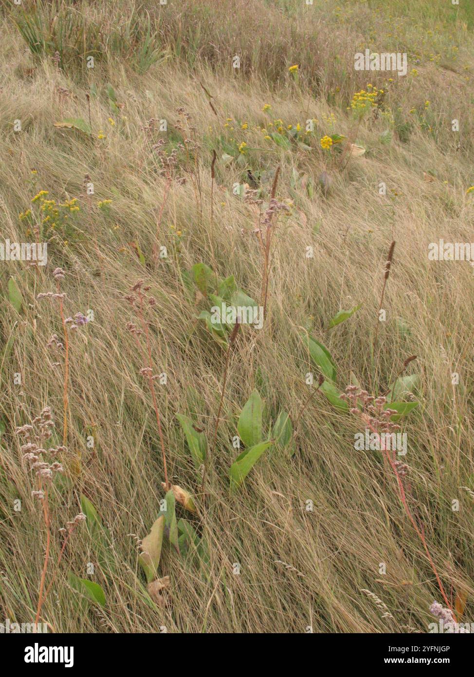Plantago maxima hi-res stock photography and images - Alamy