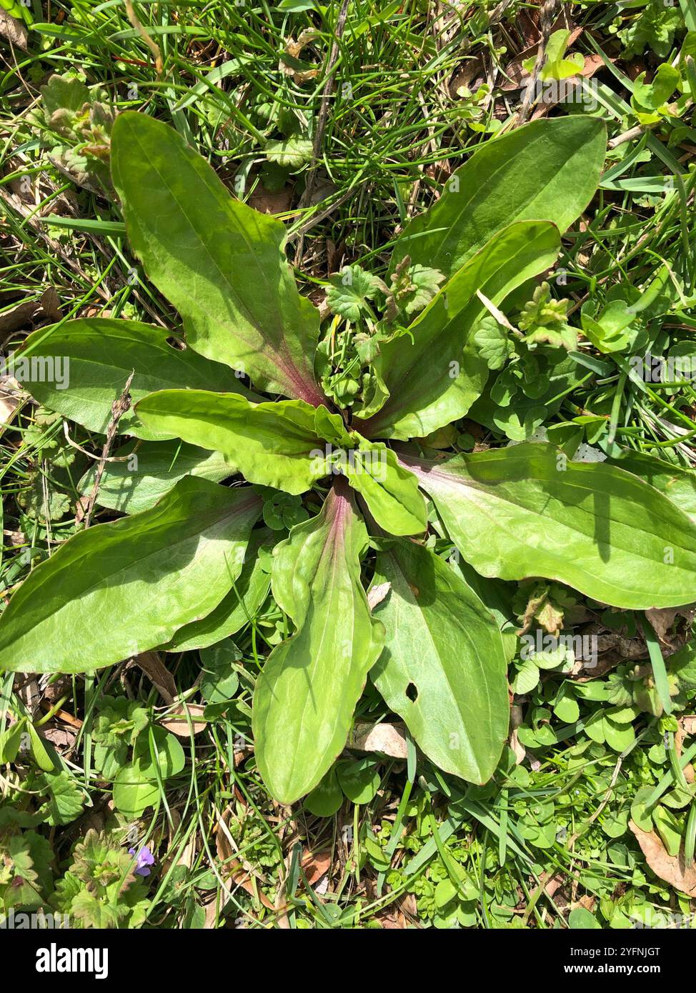 American plantain (Plantago rugelii Stock Photo - Alamy