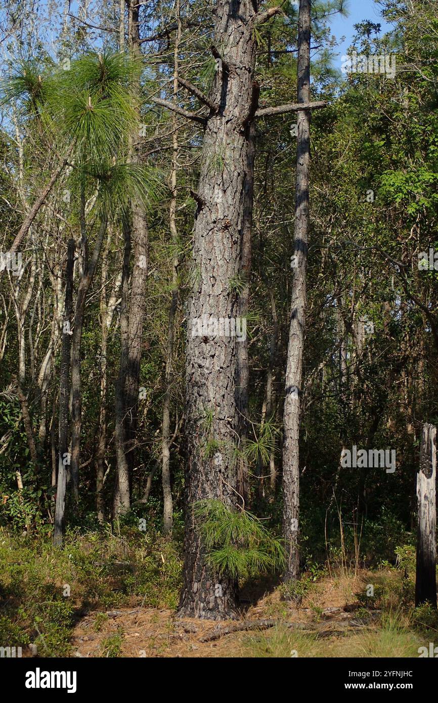 pond pine (Pinus serotina Stock Photo - Alamy