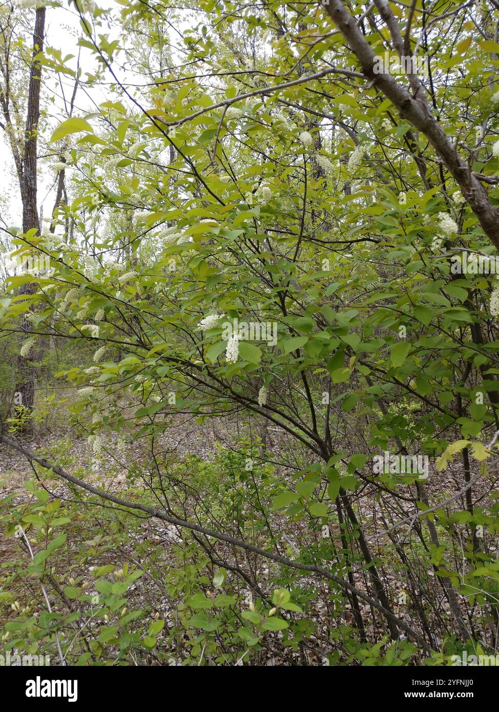 chokecherry (Prunus virginiana Stock Photo - Alamy