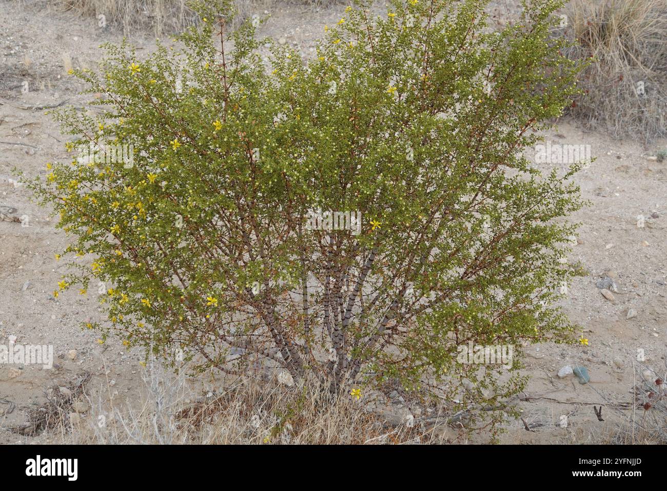 Creosote Bush (Larrea tridentata Stock Photo - Alamy
