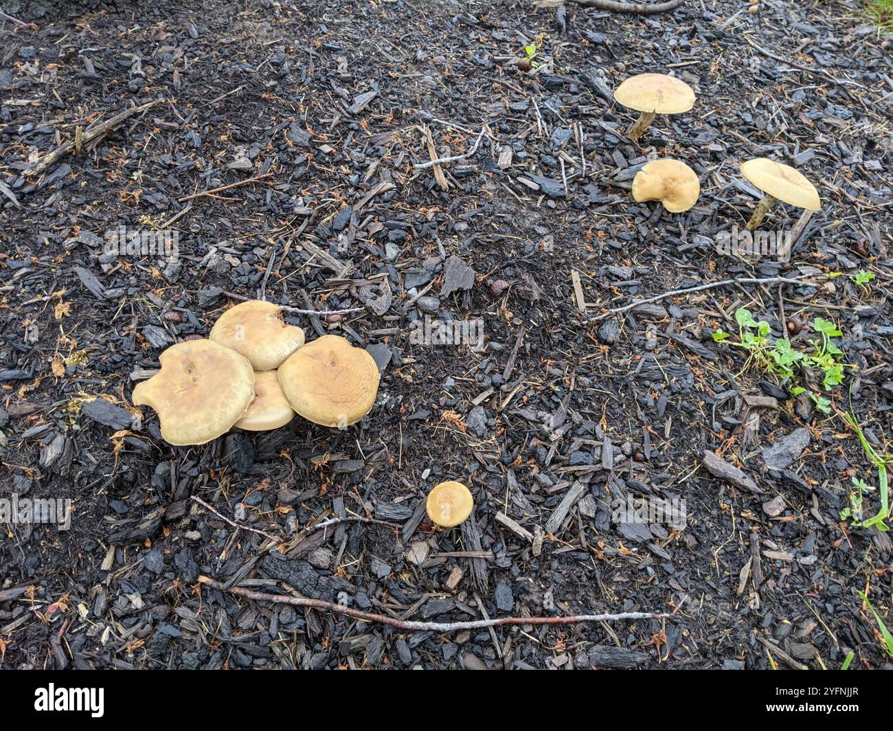 Spring Fieldcap (Agrocybe praecox Stock Photo - Alamy
