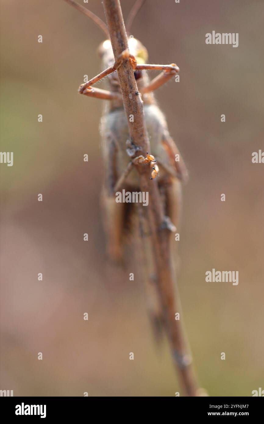grasshopper, macro photoshoot with selecive focus Stock Photo - Alamy