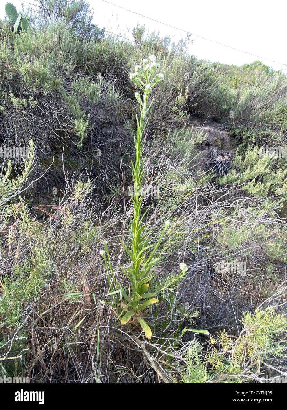 California cudweed (Pseudognaphalium californicum Stock Photo - Alamy