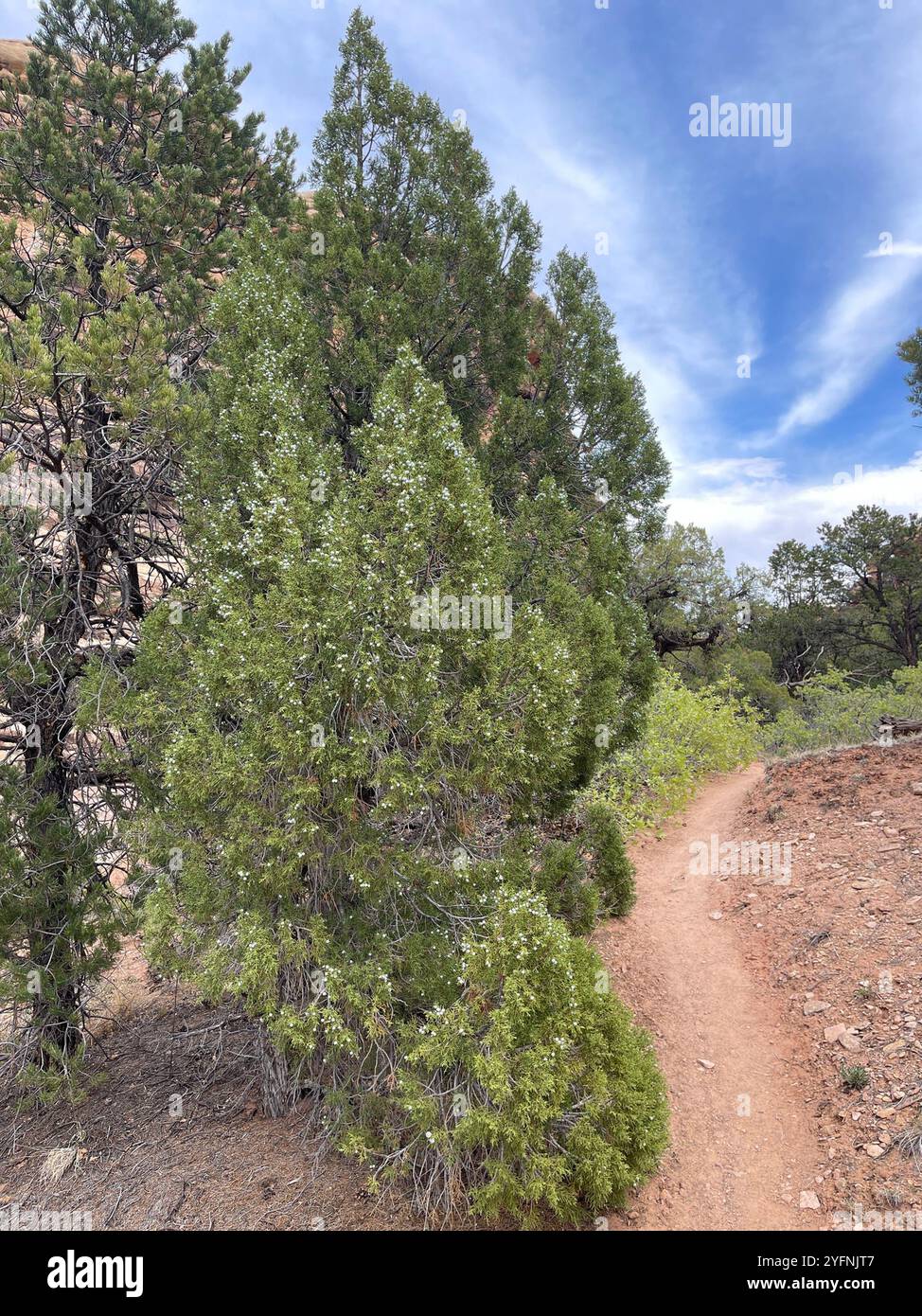 Utah Juniper (Juniperus osteosperma Stock Photo - Alamy