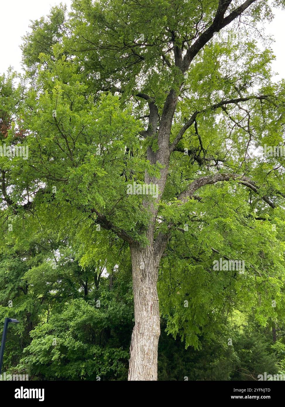 Cedar Elm (Ulmus crassifolia Stock Photo - Alamy