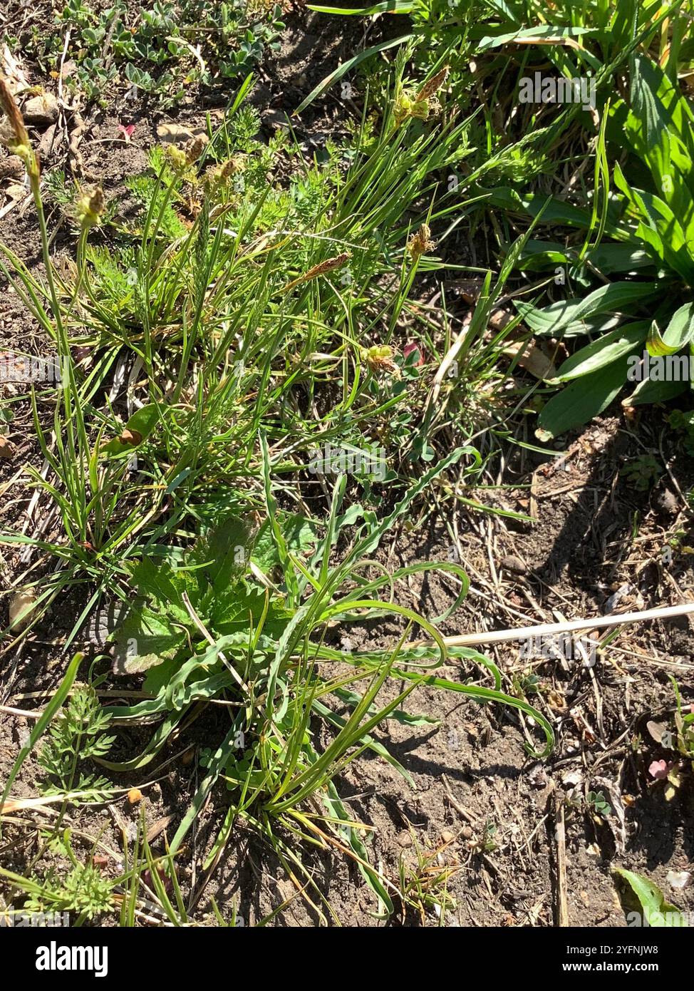 grasses, sedges, cattails, and allies (Poales Stock Photo - Alamy