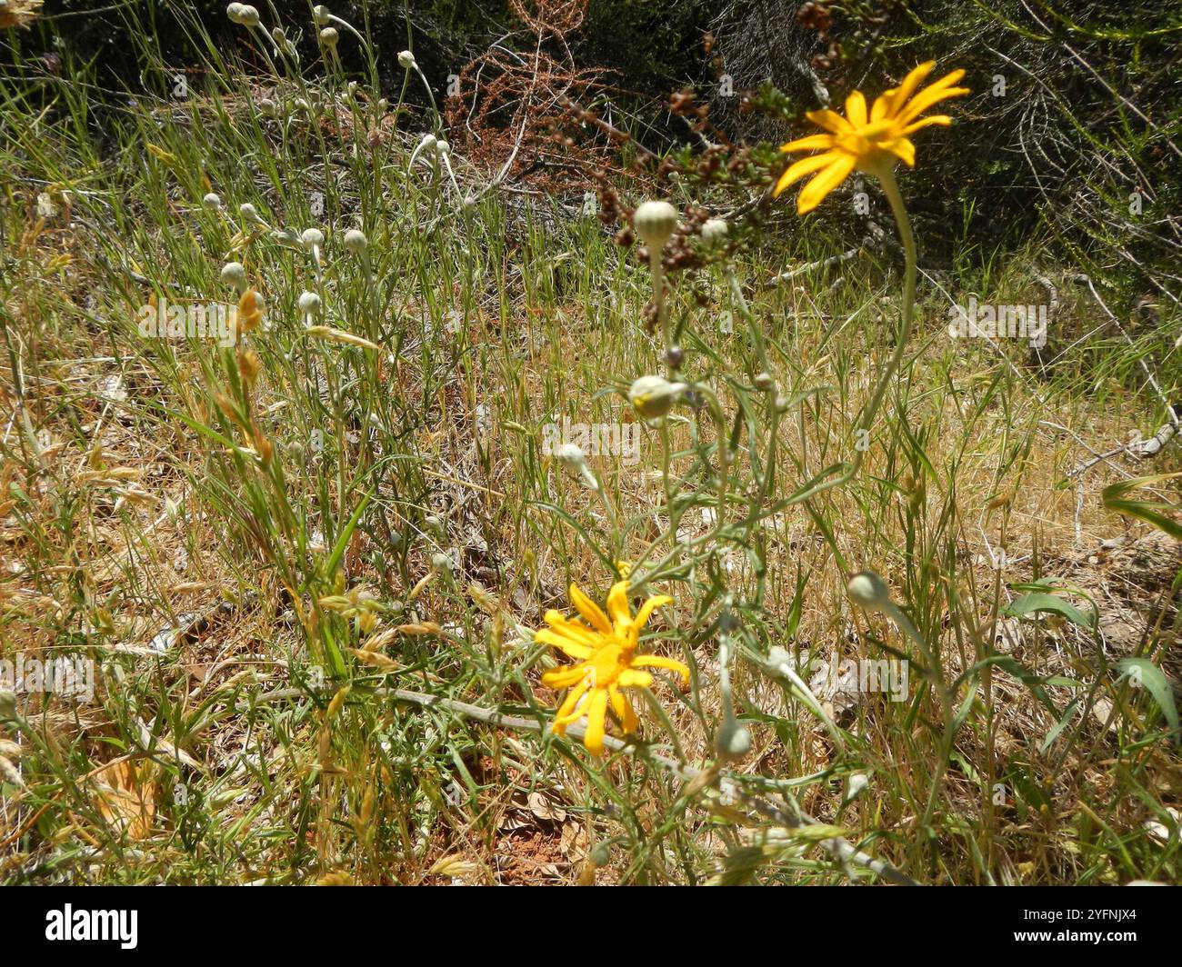 common woolly sunflower (Eriophyllum lanatum Stock Photo - Alamy
