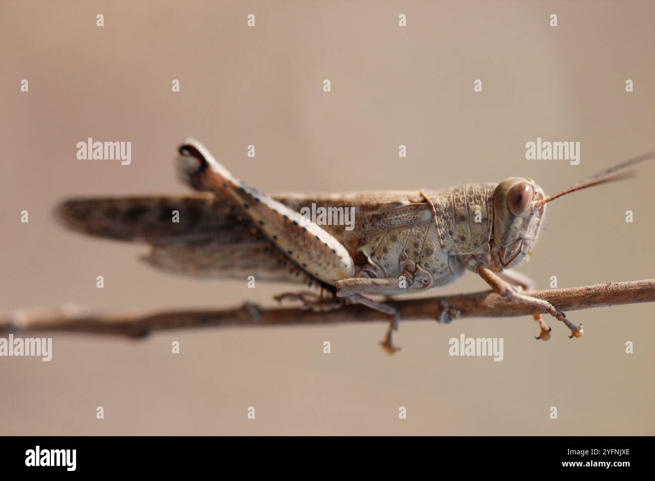 grasshopper, macro photoshoot with selecive focus Stock Photo - Alamy